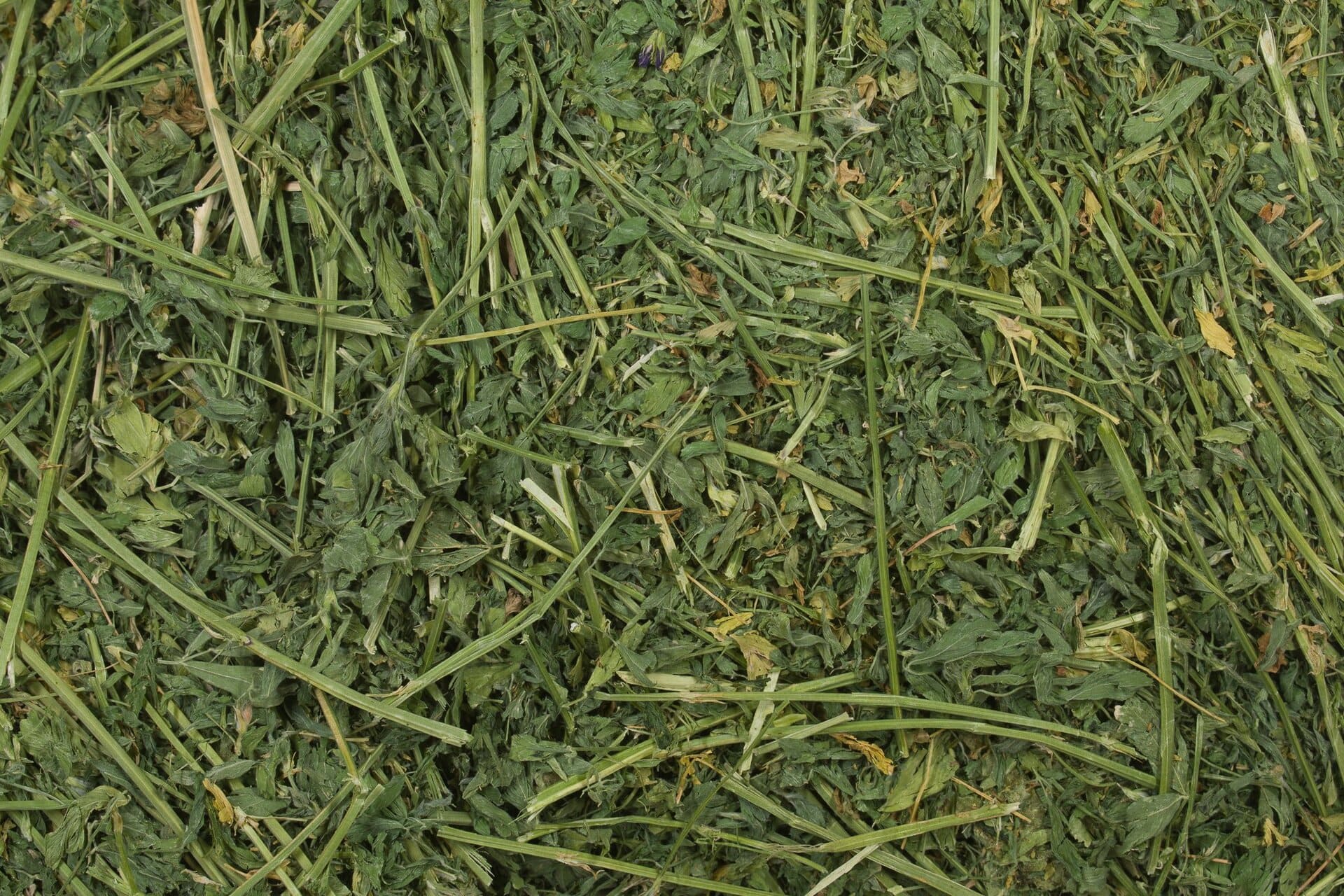 Alfalfa Hay Exporters | Pak Arab Agro Industries