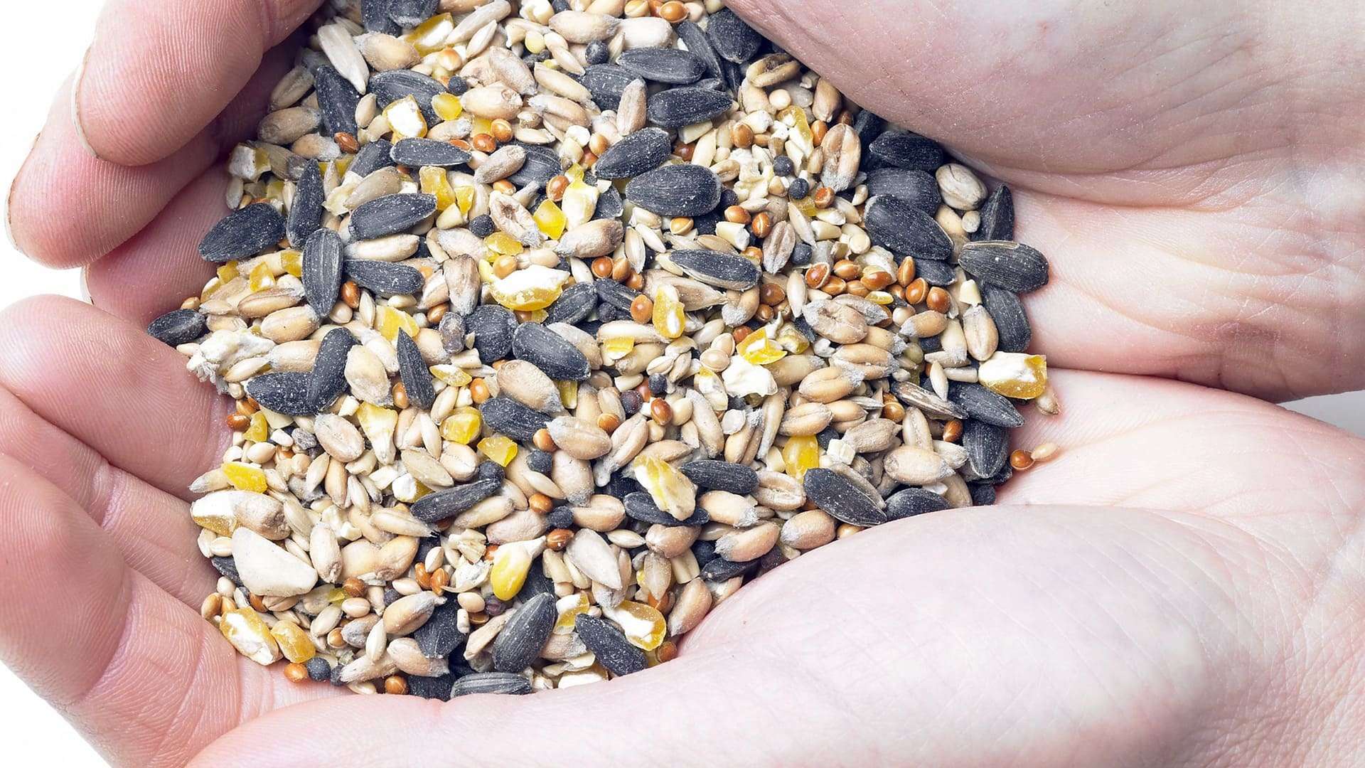 Mix Bird Feed Exporters | Pak Arab Agro Industries