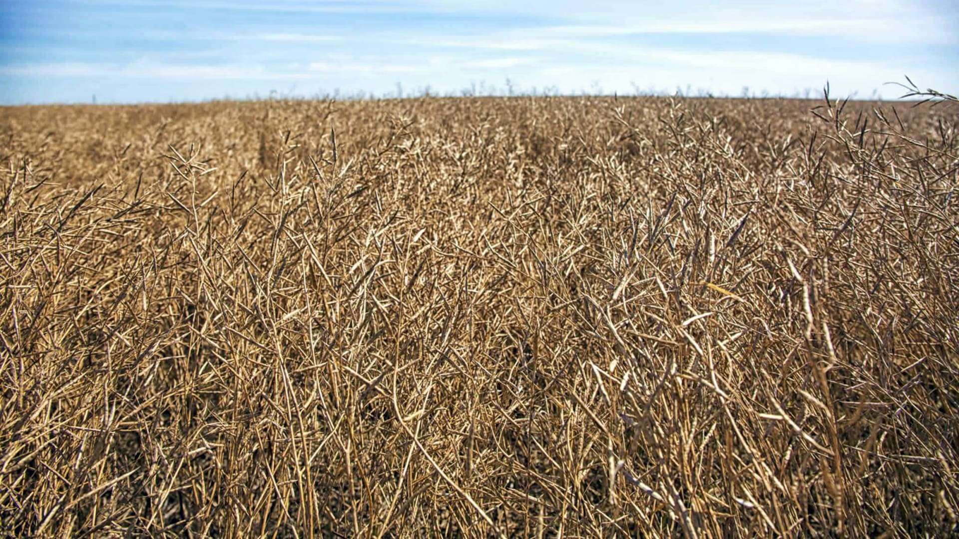 Mustard Straw Exporters | Pak Arab Agro Industries