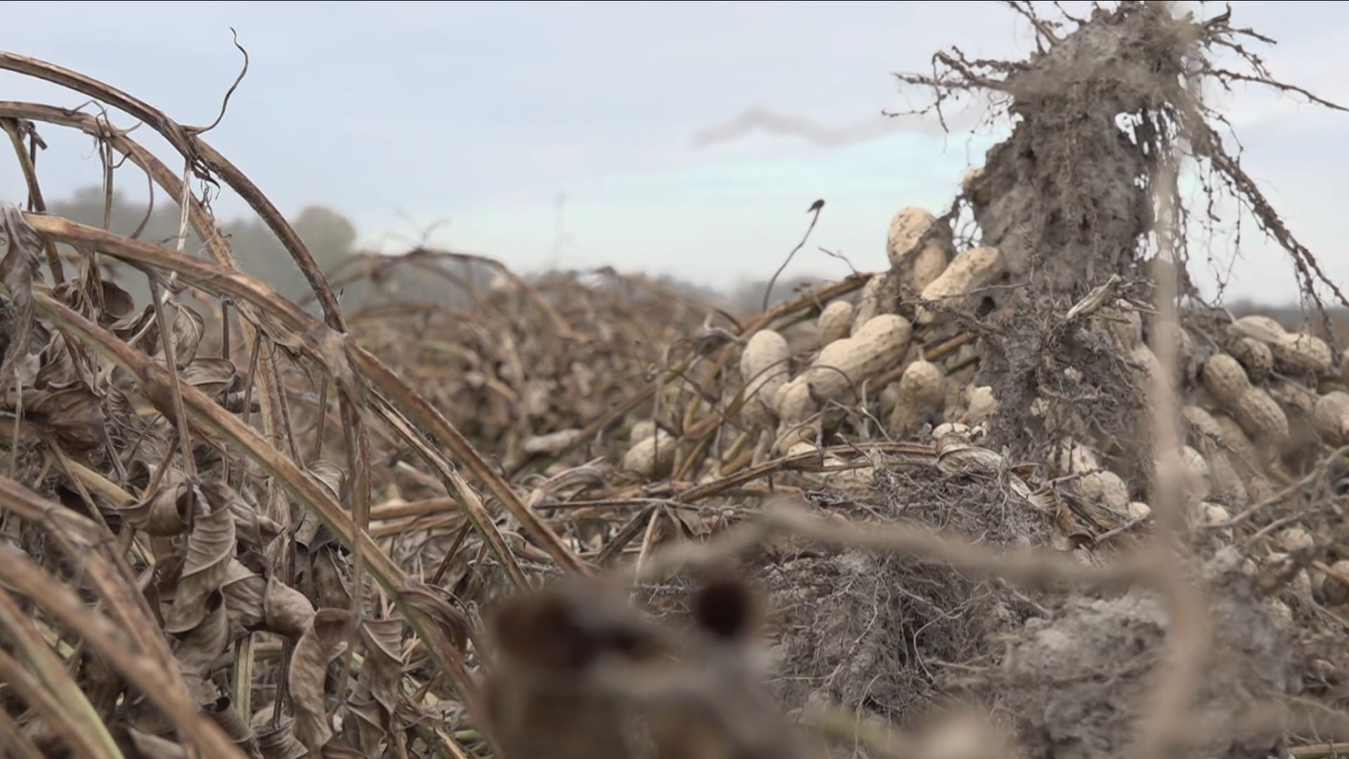 Peanut Straw Exporters | Pak Arab Agro Industries