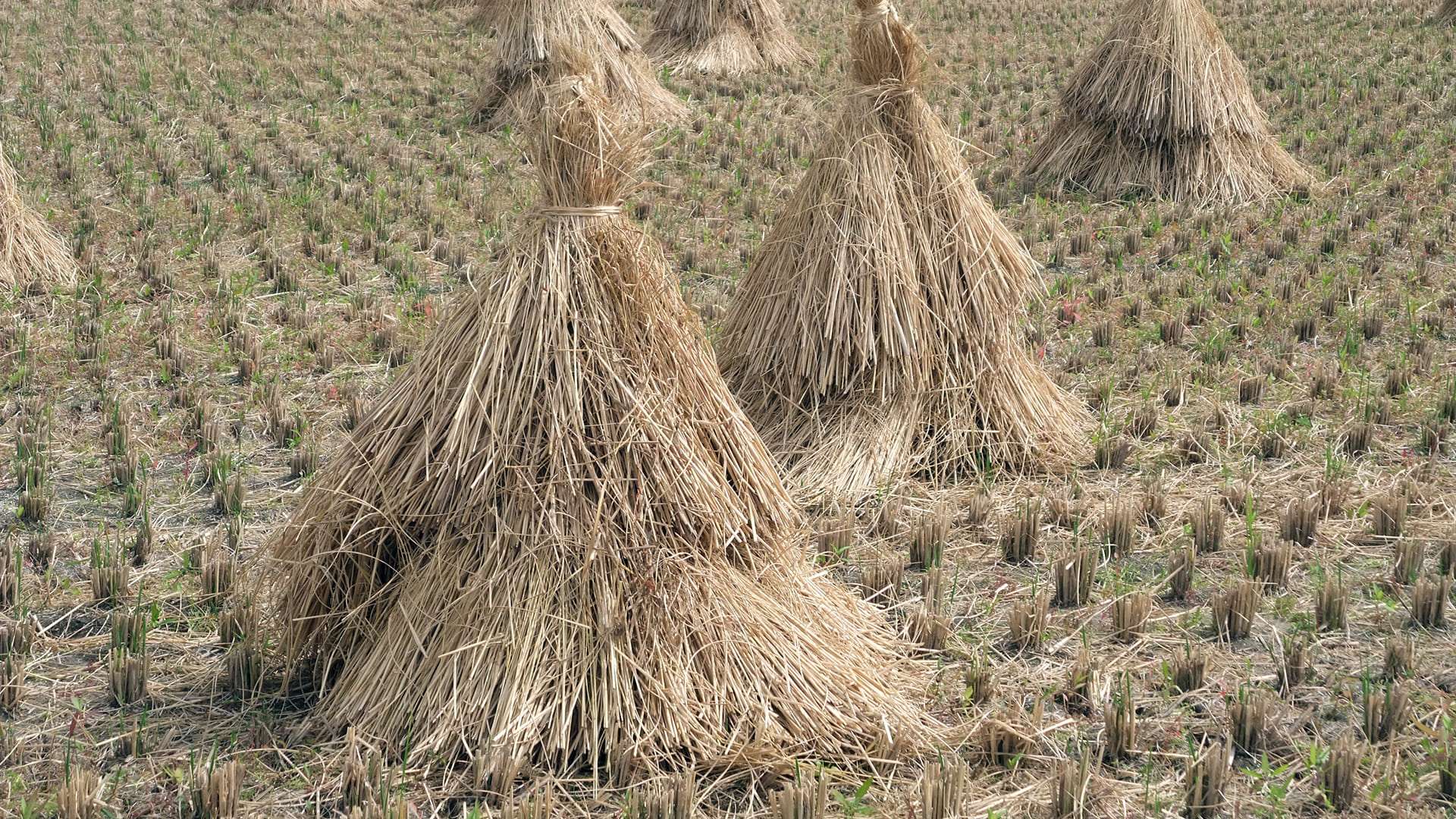 Rice Straw Exporters | Pak Arab Agro Industries